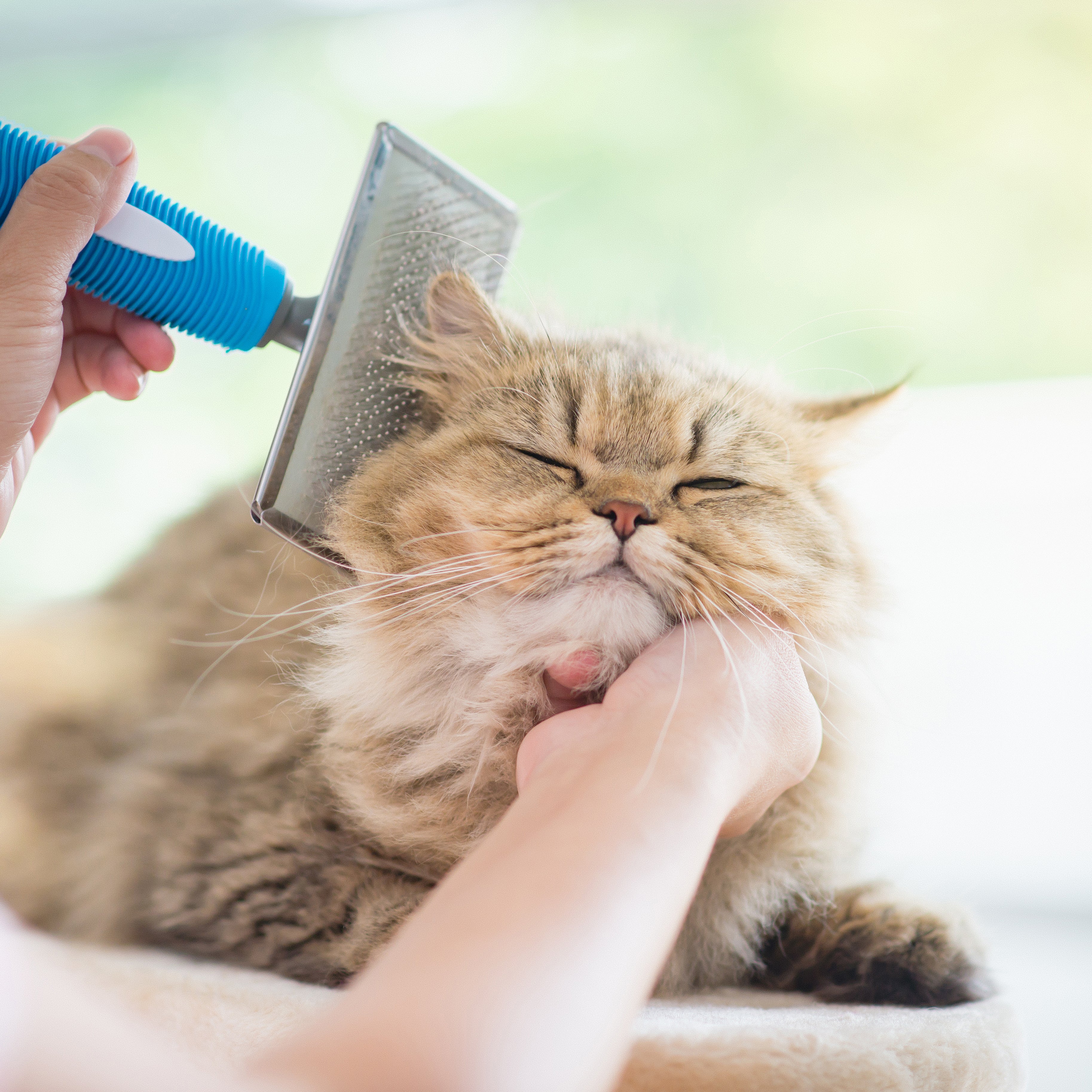 How To Keep Your House Clean With Your Furry Pet – The Dustpan and ...